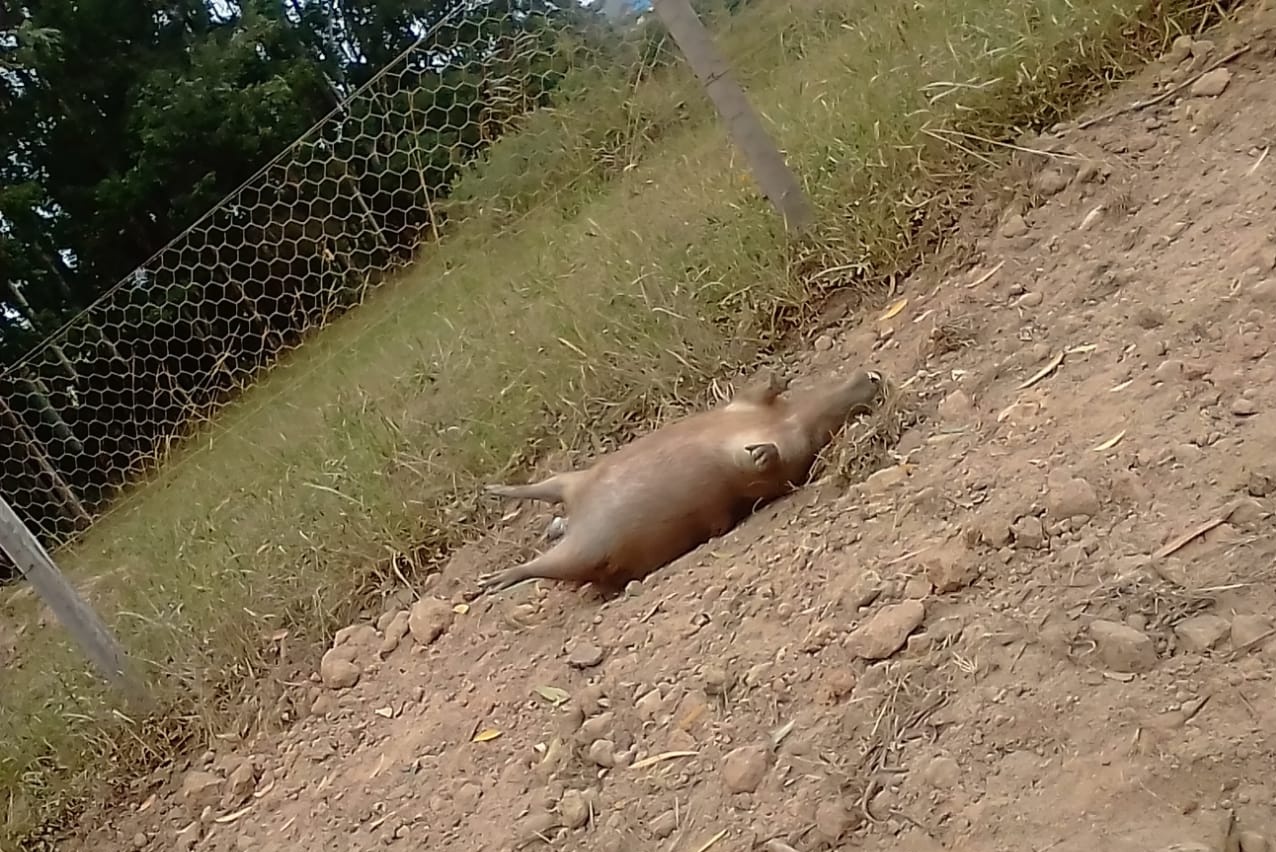 Animal morto e lixo eletrônico nas proximidades de córrego que deságua ...