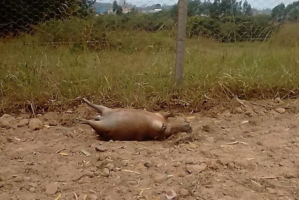 Animal morto e lixo eletrônico nas proximidades de córrego que deságua ...